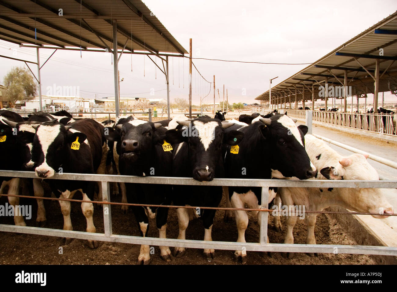 Cattle farming in israel hi-res stock photography and images - Alamy