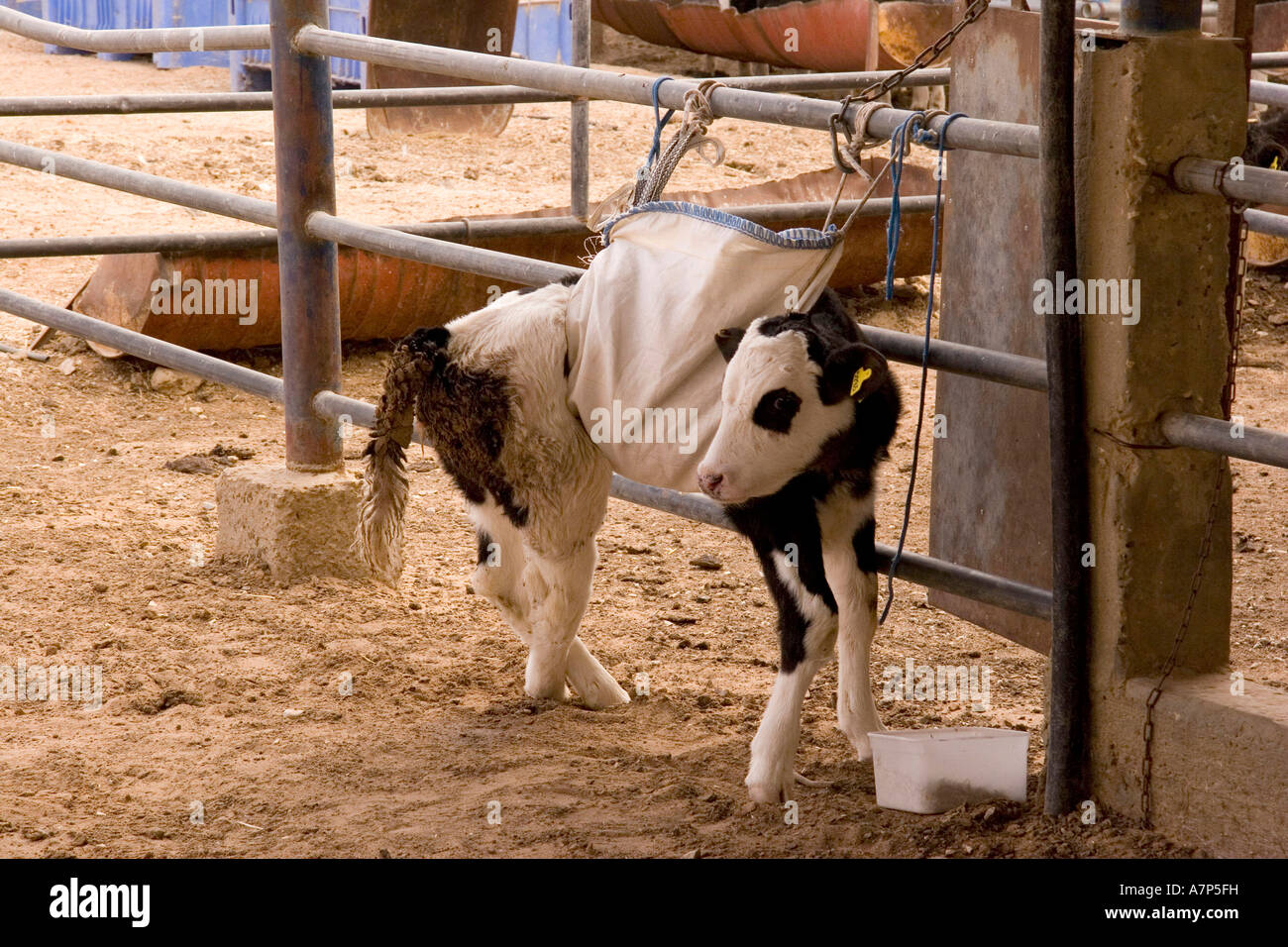calf in sling with injured leg on a kibbutz farm in negev desert israel ...
