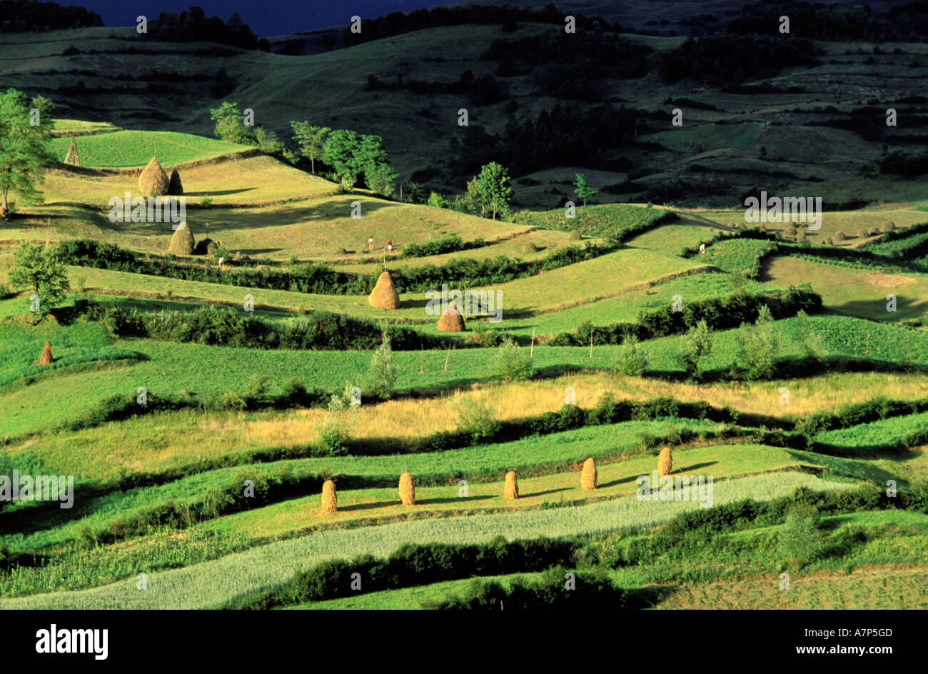 Romania, Maramures region, Iza valley next to Bocicoel village Stock ...