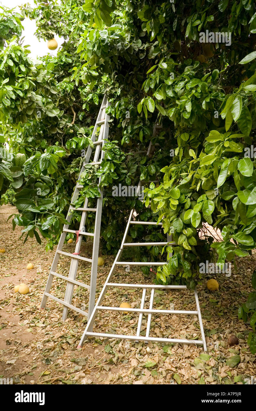 ladders leaning against pomelo trees in orchard israel Stock Photo - Alamy