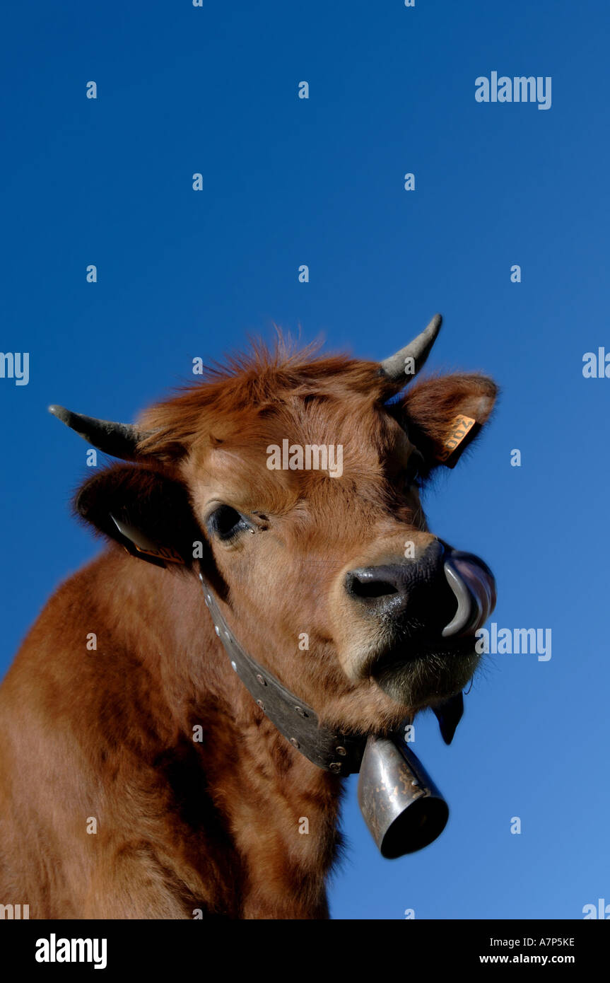 portrait of a cow, France Stock Photo - Alamy