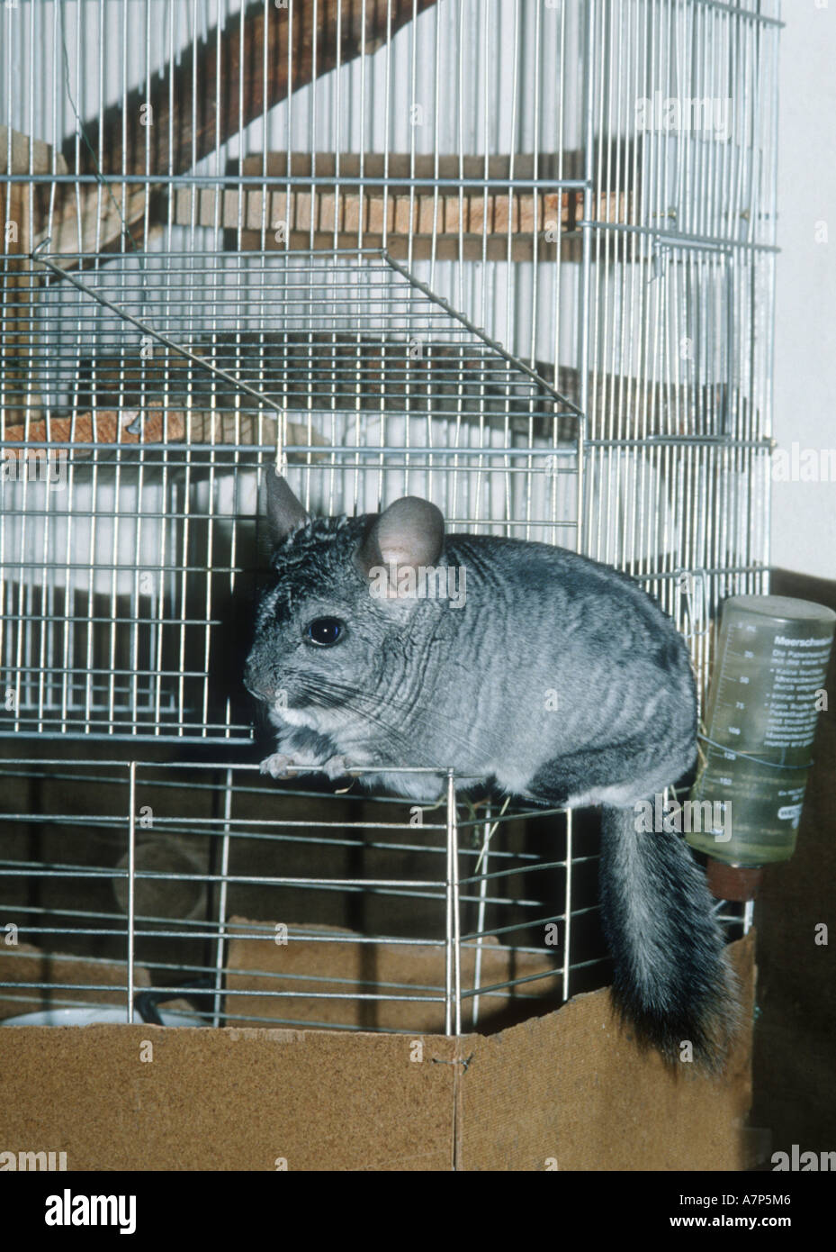 long-tailed chinchilla (Chinchilla lanigera), chinchilla on cage Stock ...