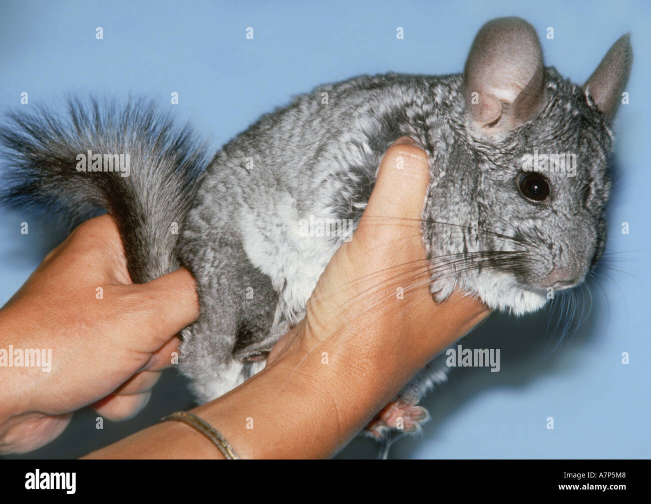 Long tailed chinchilla chinchilla lanigera hi-res stock photography and ...