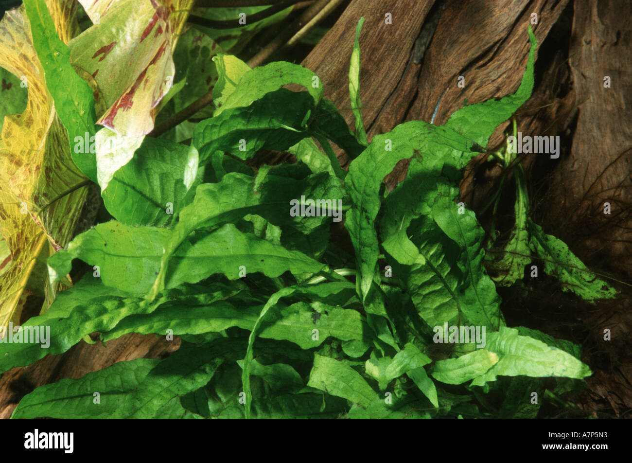 in fish tank Microsorium pteropus Stock Photo - Alamy