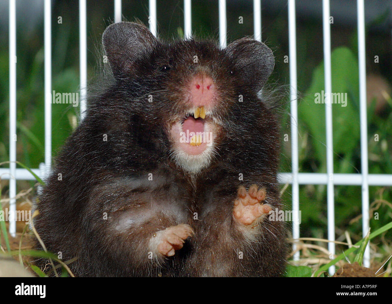 ratlike hamsters (Cricetulus spec.), hamster shows teeth Stock Photo ...
