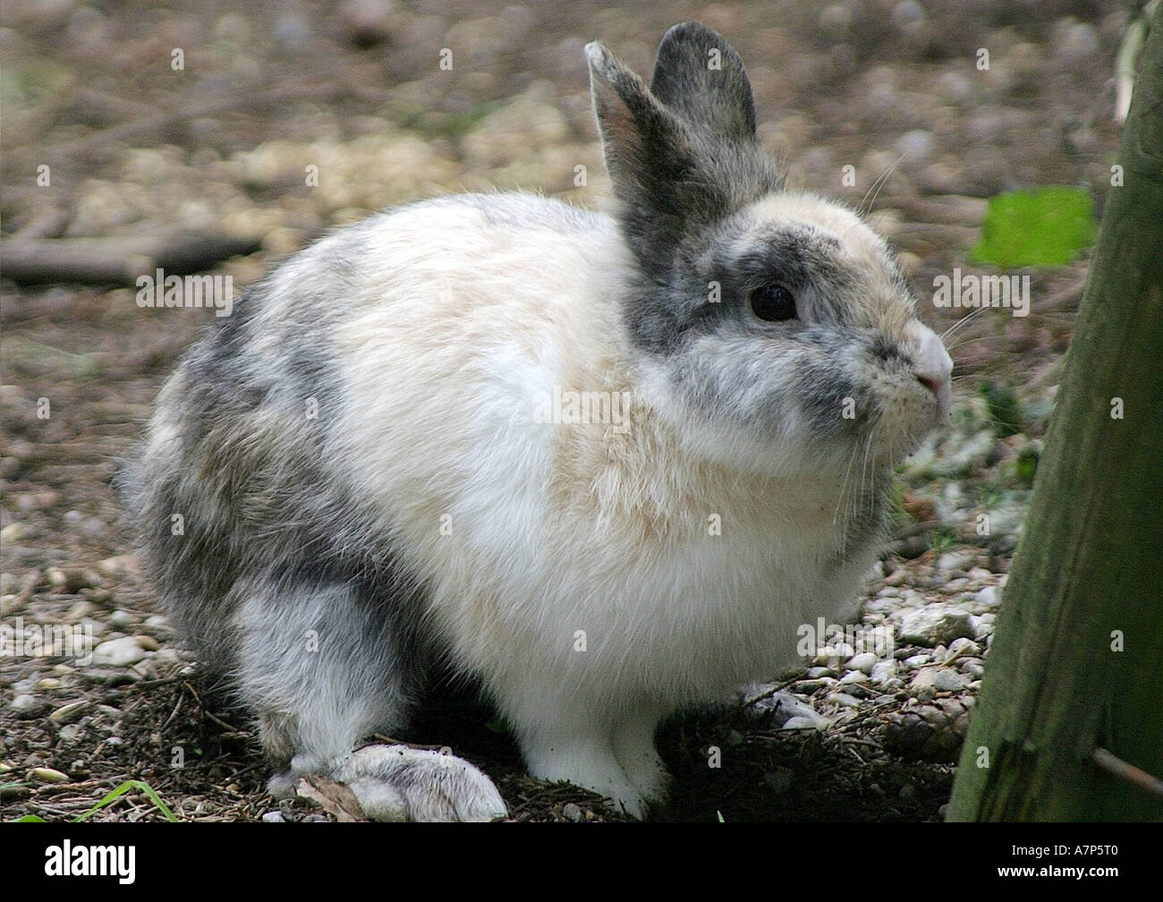 domestic rabbit (Oryctolagus cuniculus f. domestica), rabbit sits on ...