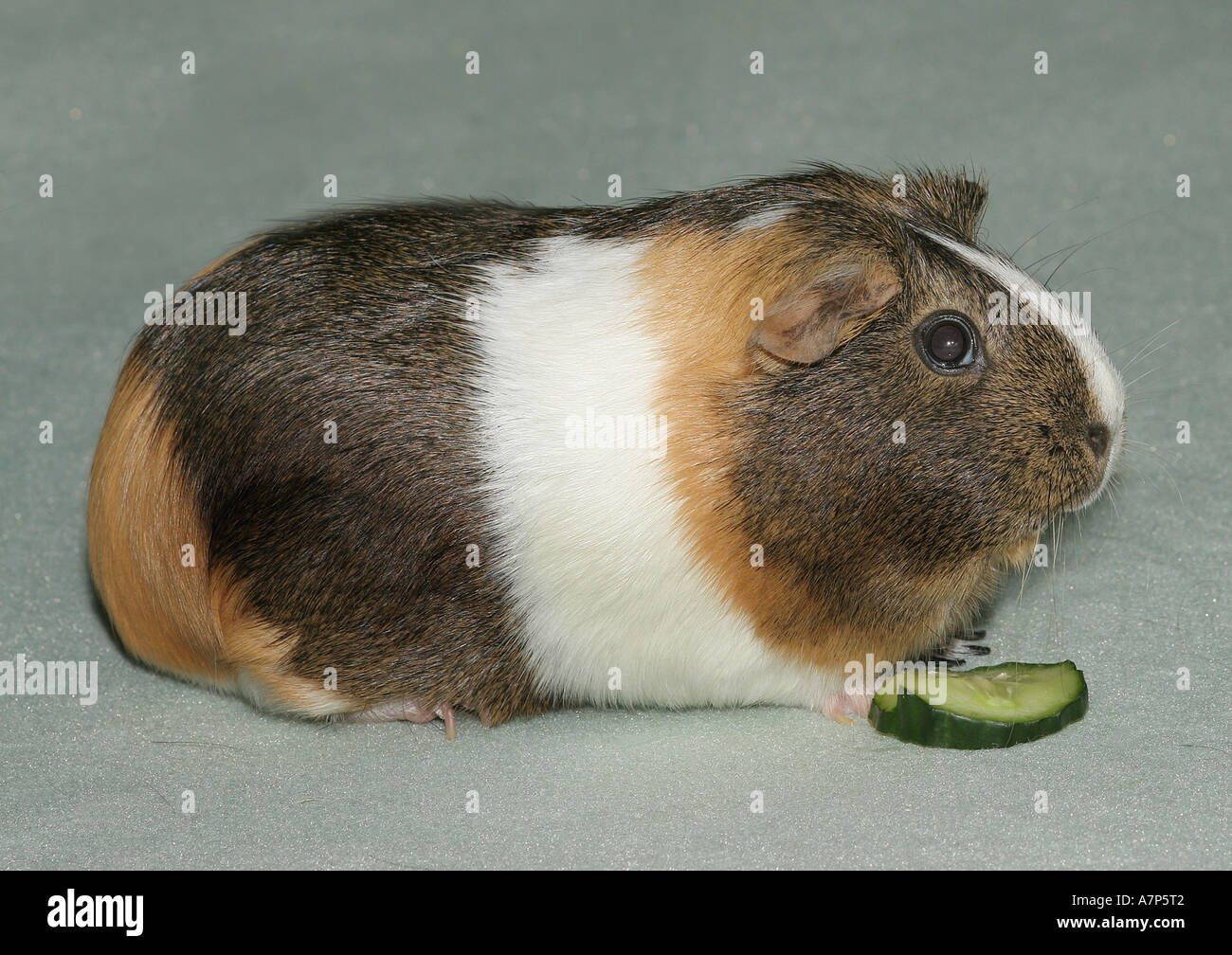 English Guinea pig (Cavia aperea f. porcellus), guinea pig eats ...