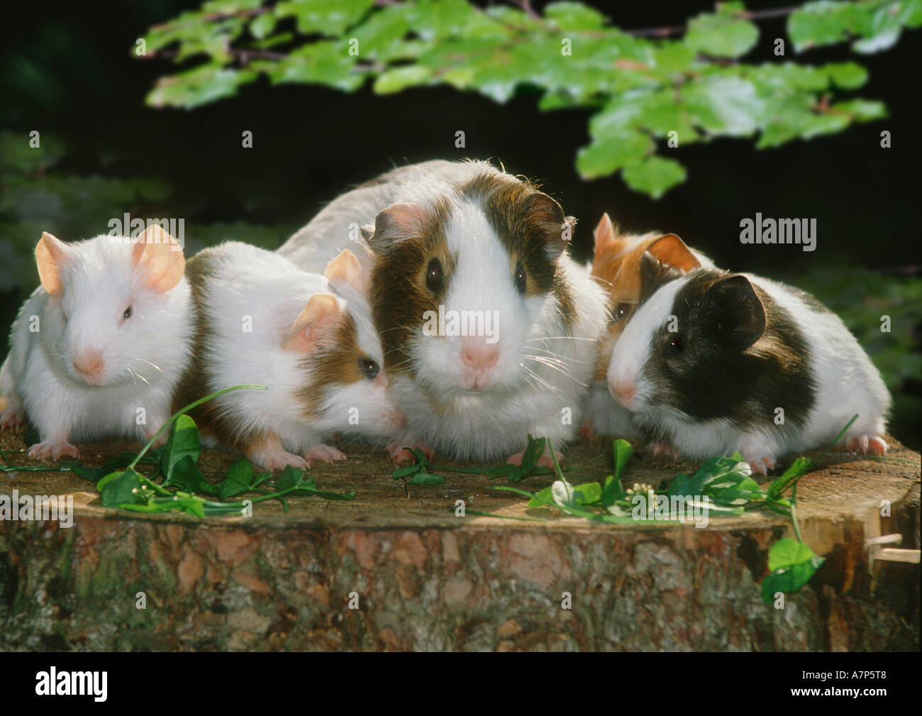 English Guinea pig (Cavia aperea f. porcellus), guniea pig family on ...