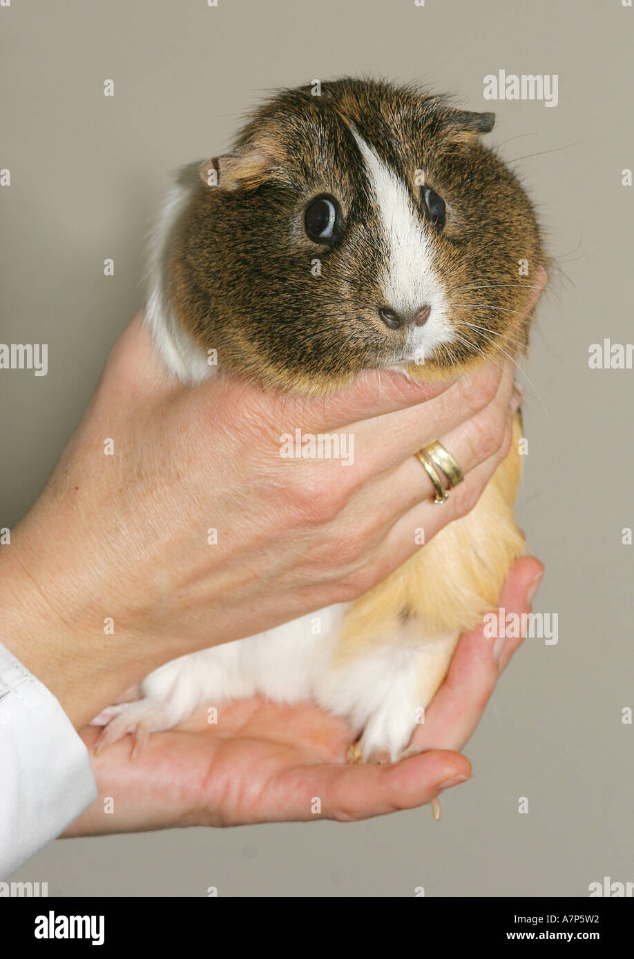 English Guinea pig (Cavia aperea f. porcellus), guinea pig in human ...