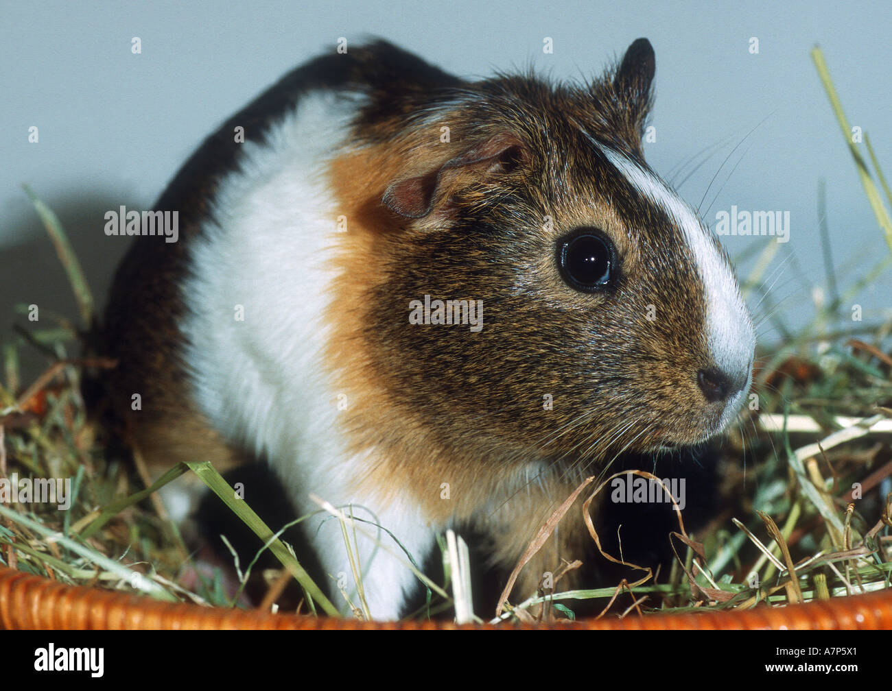English Guinea pig (Cavia aperea f. porcellus), guinea pig staying on ...