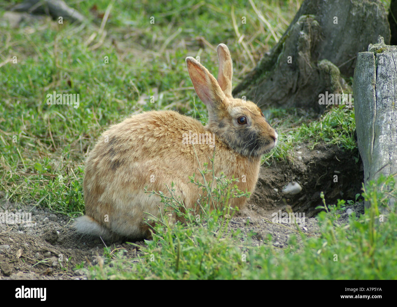 Rabbit holes hi-res stock photography and images - Alamy