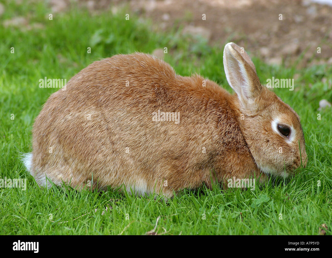 domestic rabbit (Oryctolagus cuniculus f. domestica), grazing Stock ...