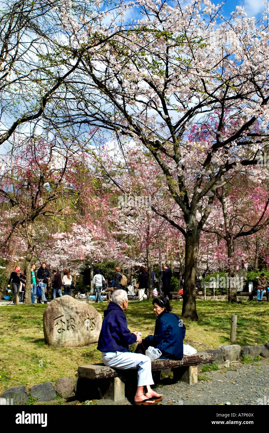 Maruyama Park Cherry Blossom Japan Japanese Garden Stock Photo - Alamy