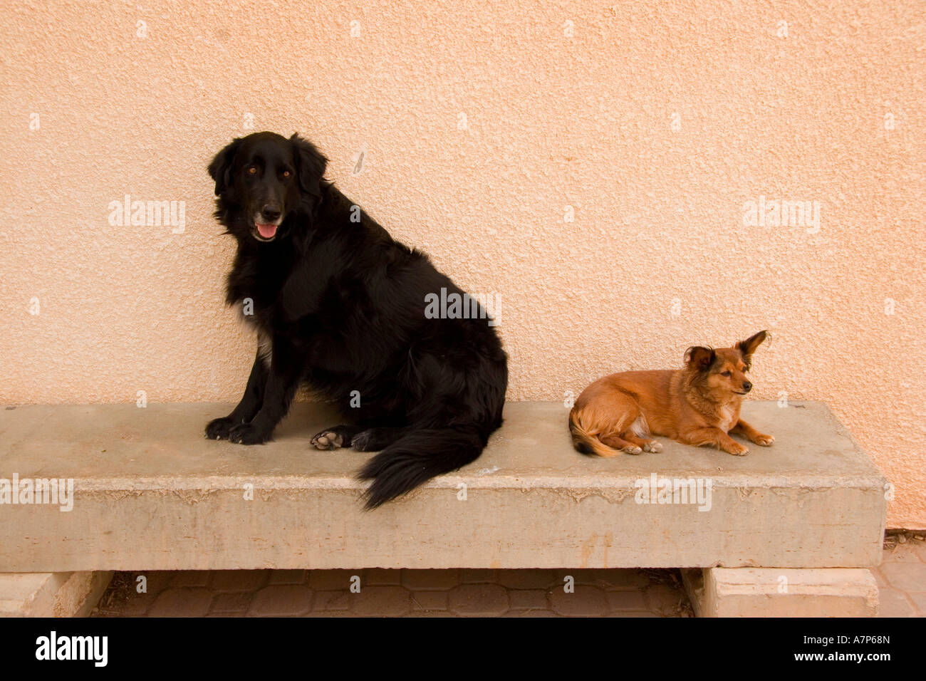 two dogs on kibbutz yael in the negev desert israel Stock Photo - Alamy