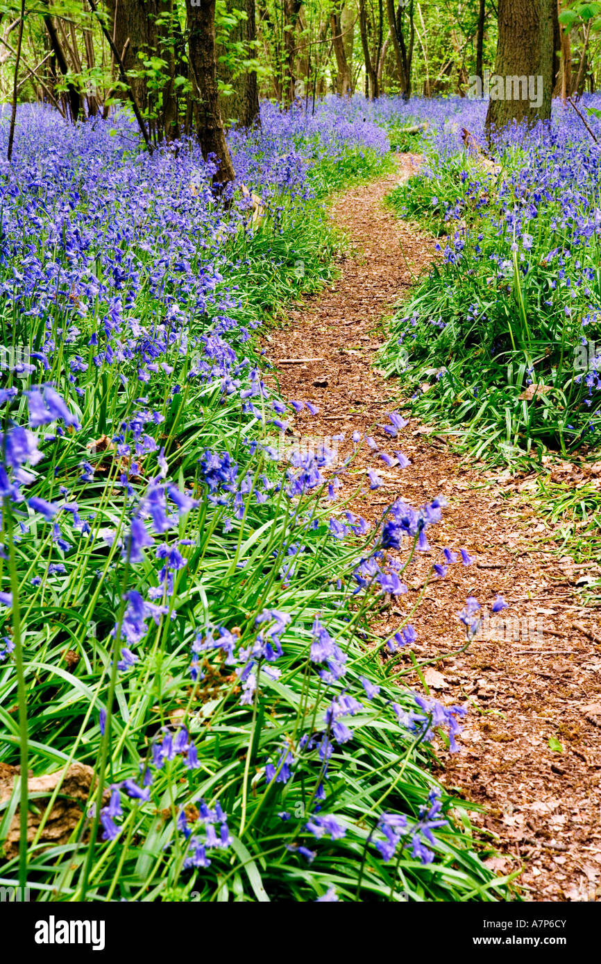 Bluebells in Hagbourne Copse, England, UK Hyacinthoides non-scripta ...
