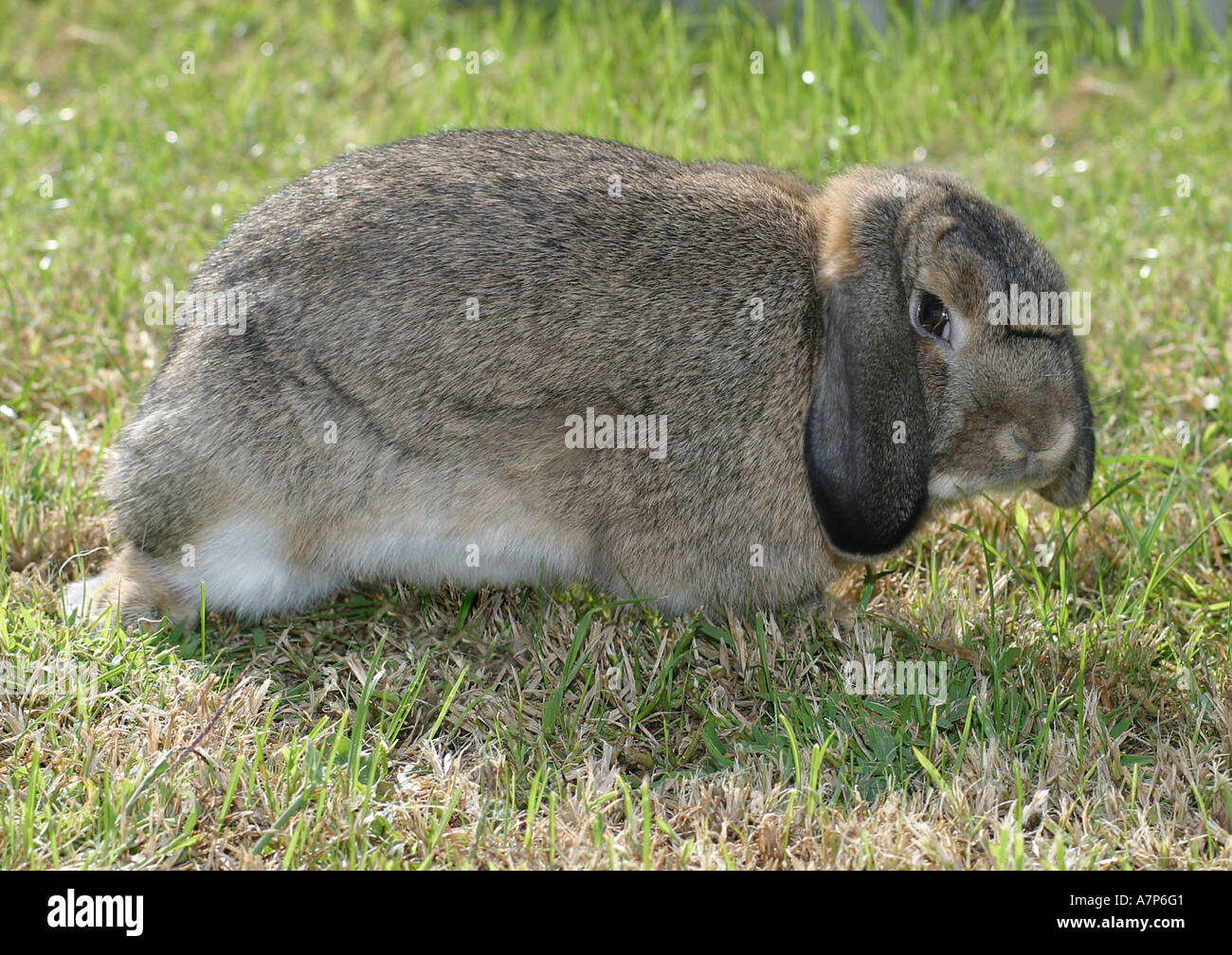 Ram Rabbit High Resolution Stock Photography and Images - Alamy
