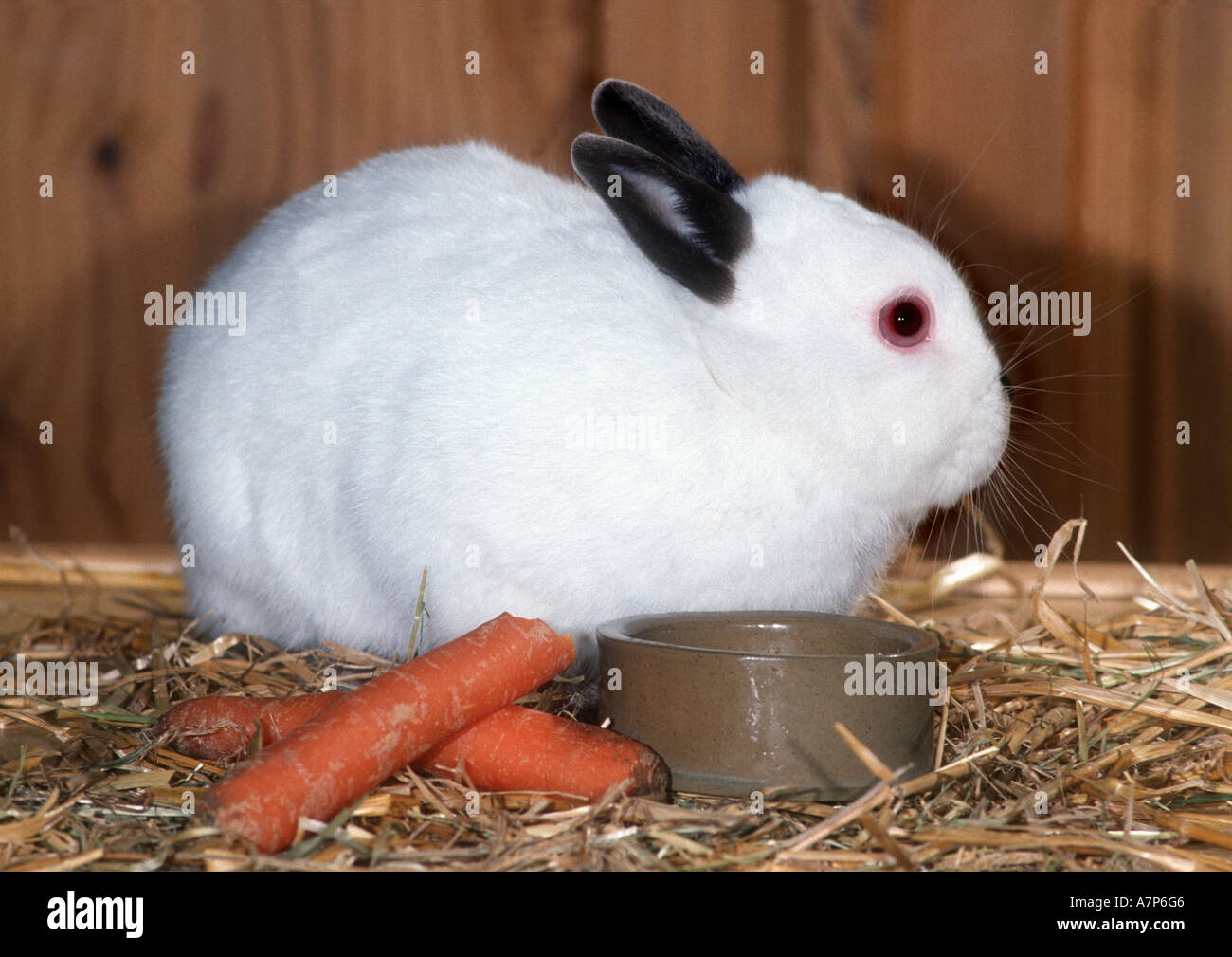 domestic rabbit (Oryctolagus cuniculus f. domestica), sitting in hutch ...