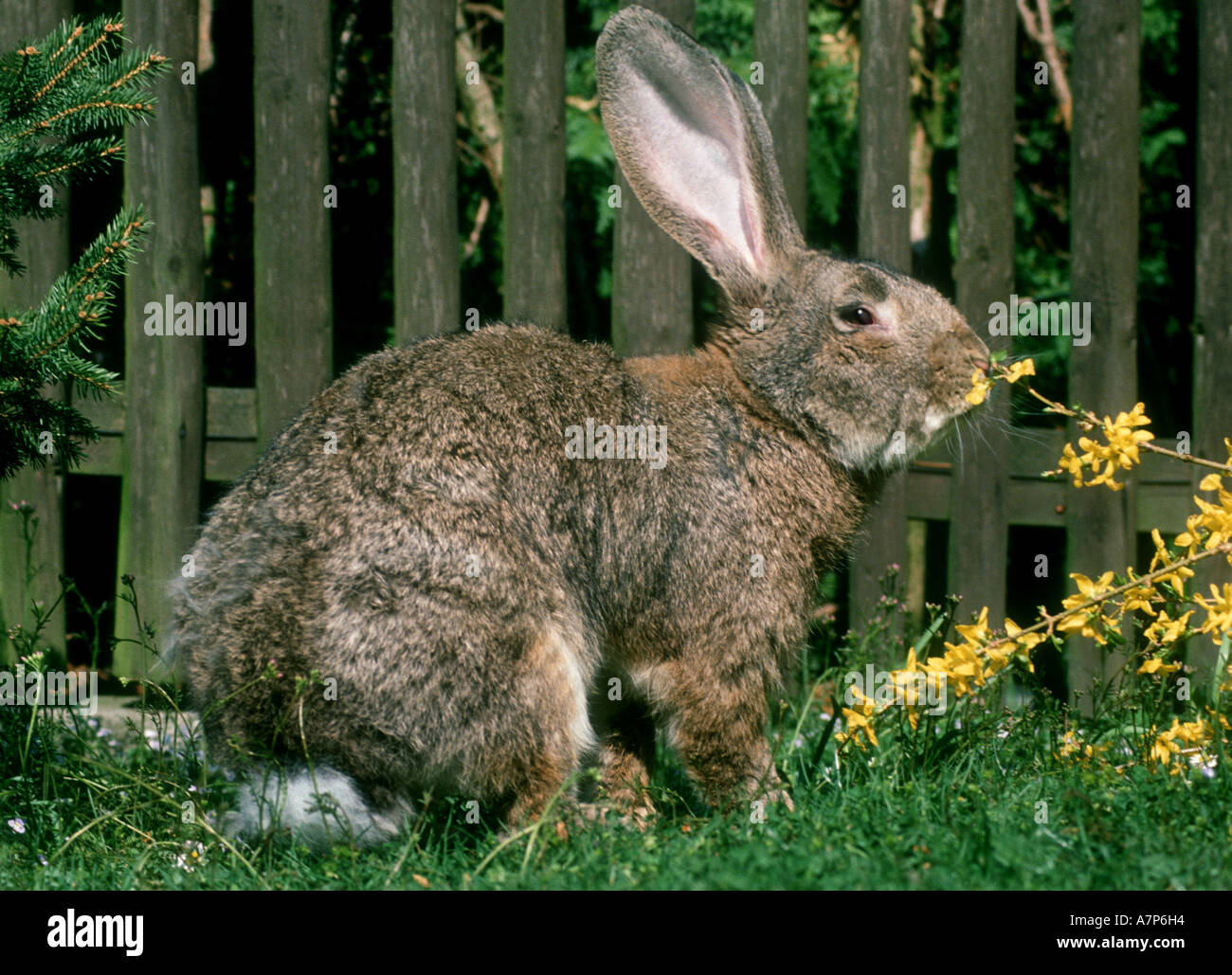 domestic rabbit (Oryctolagus cuniculus f. domestica), smelling on ...