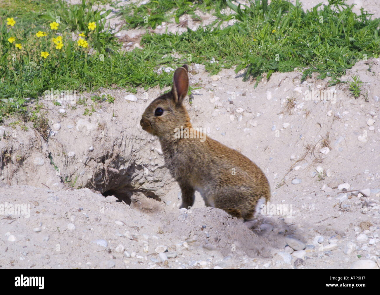 European rabbit (Oryctolagus cuniculus), rabbit burrowing hole Stock ...