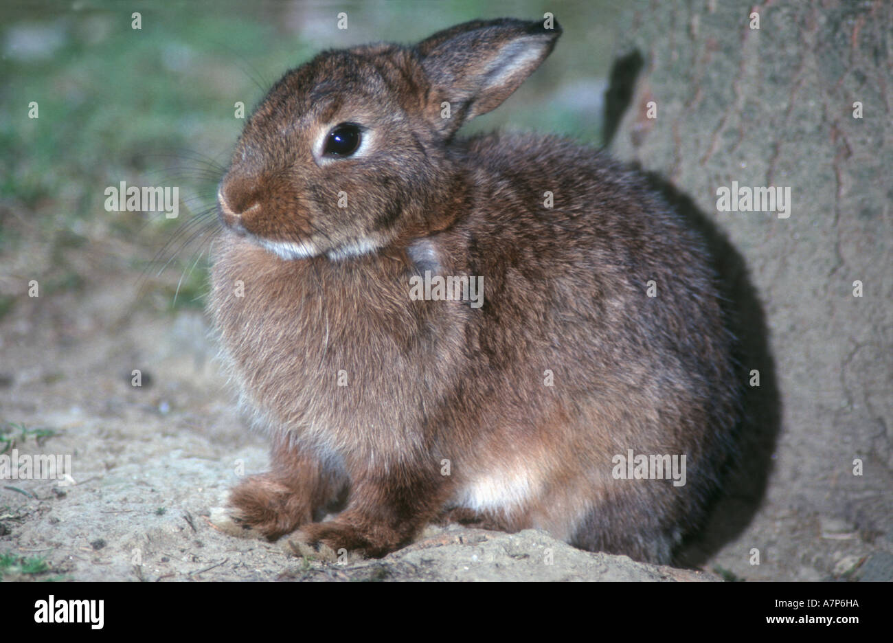 domestic rabbit (Oryctolagus cuniculus f. domestica), in garden leans ...