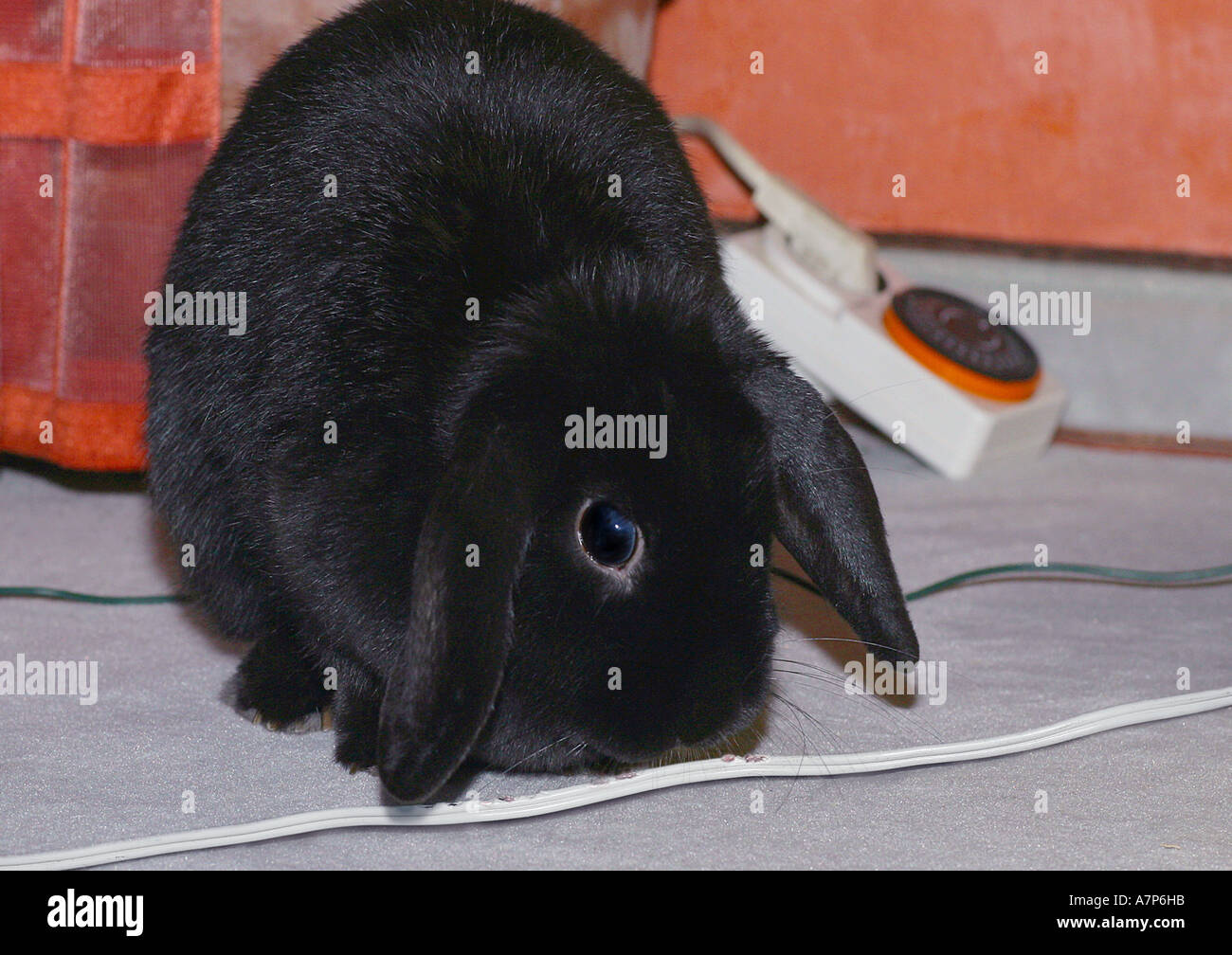 dwarf rabbit (Oryctolagus cuniculus f. domestica), nibbling on cable ...