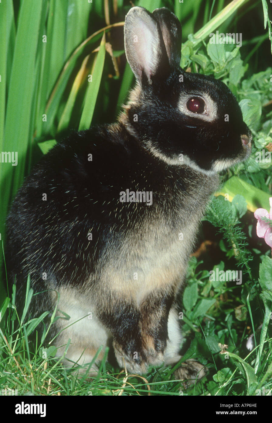 domestic rabbit (Oryctolagus cuniculus f. domestica), sitting on grass ...
