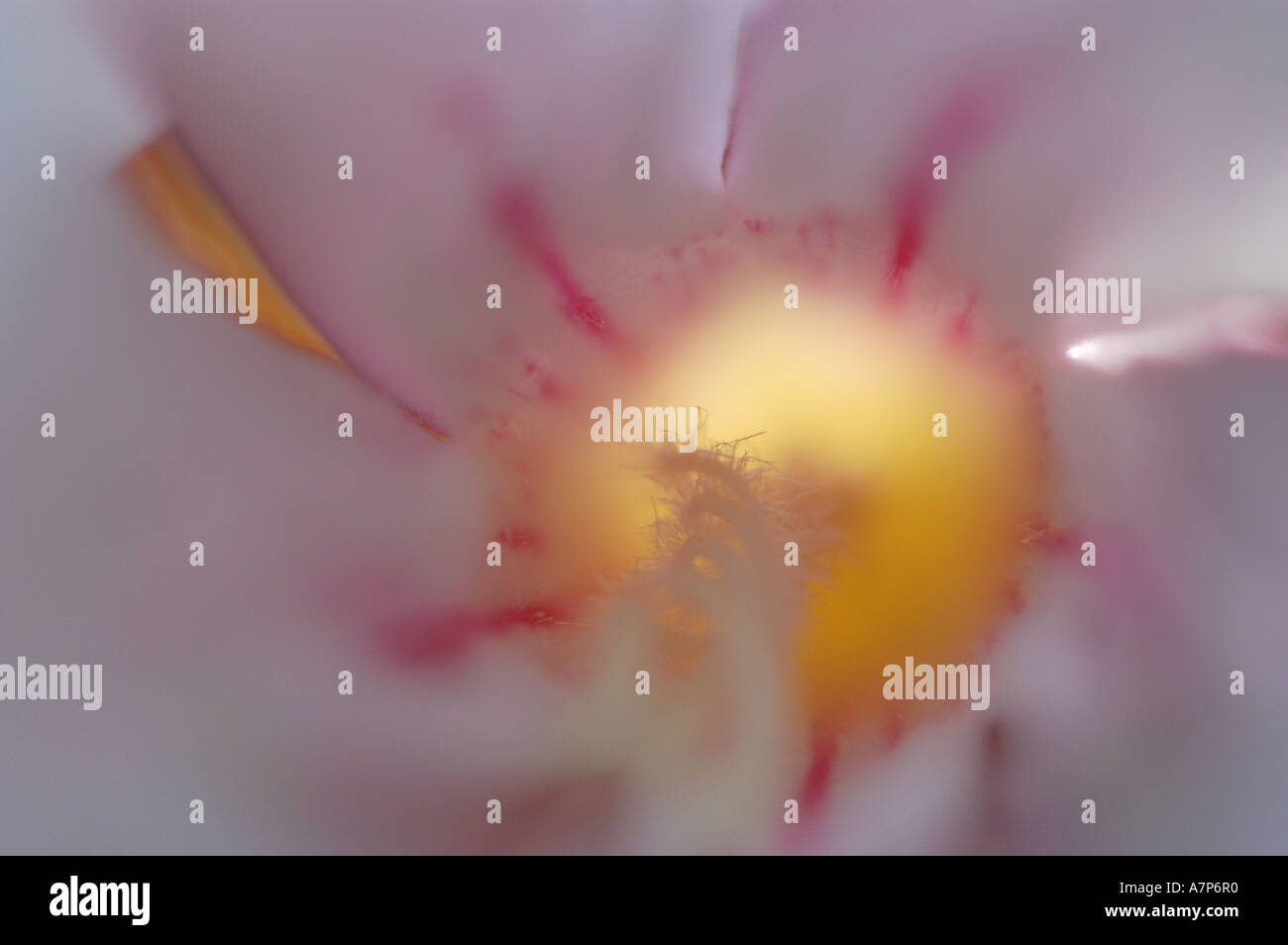 oleander (Nerium oleander), detail inside a blossom, Germany Stock ...