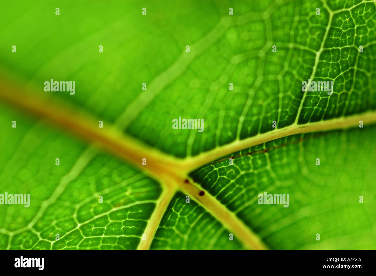 Croton (Codiaeum variegatum), structure of the back of a leaf, Germany ...