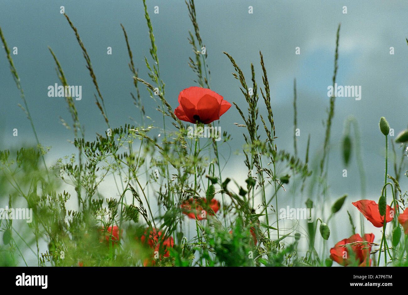 POPPY ENGLAND PAPAVER 2007 Stock Photo - Alamy