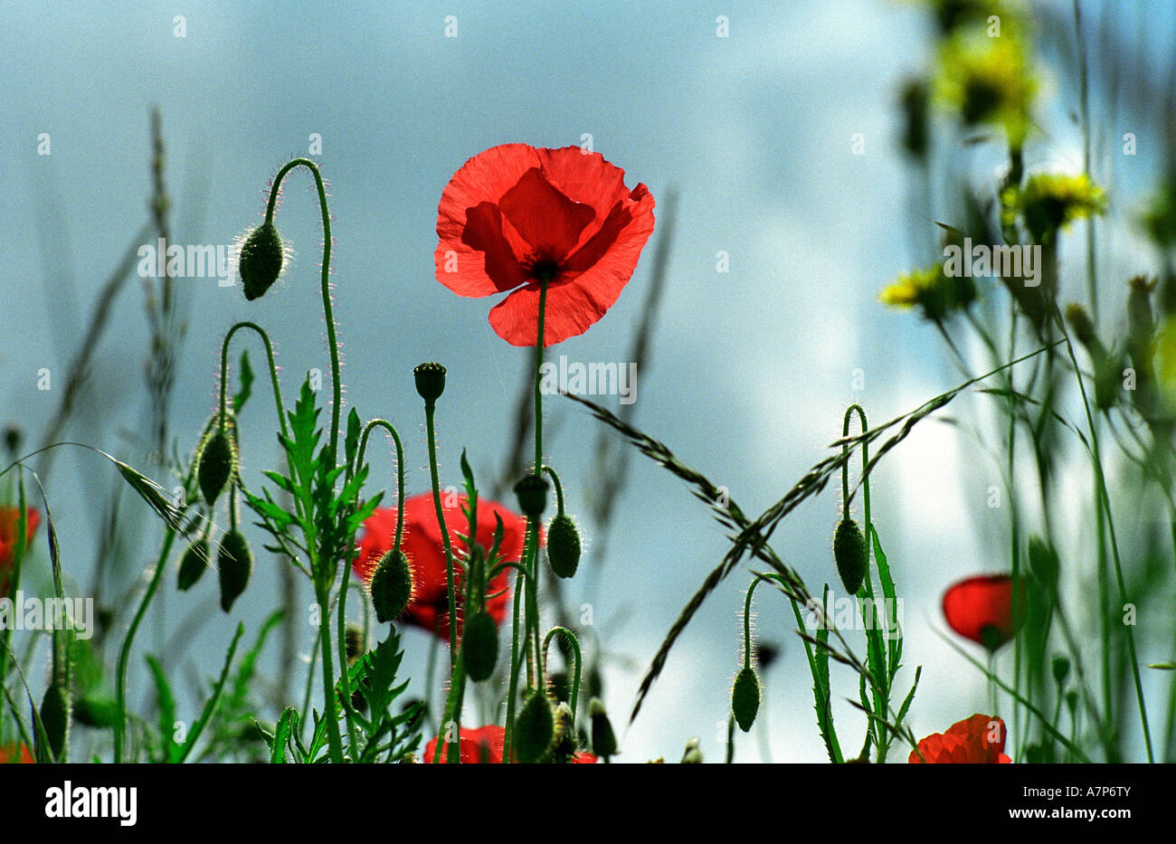 POPPY ENGLAND PAPAVER 2007 Stock Photo - Alamy