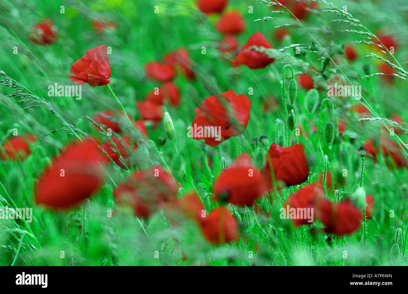 POPPY ENGLAND PAPAVER 2007 Stock Photo - Alamy