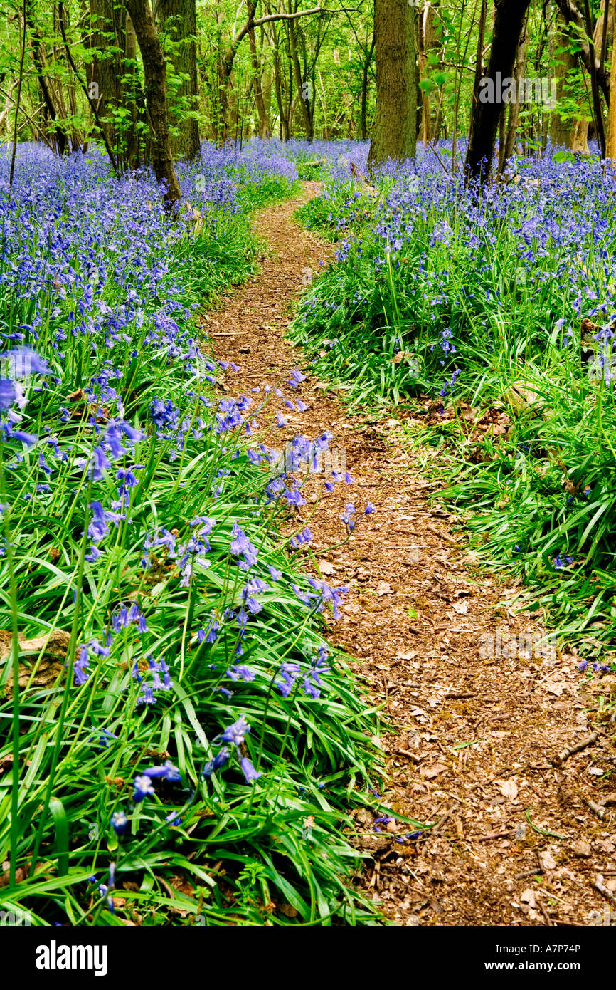 Bluebells in Hagbourne Copse, Hyacinthoides non-scripta Also known as ...