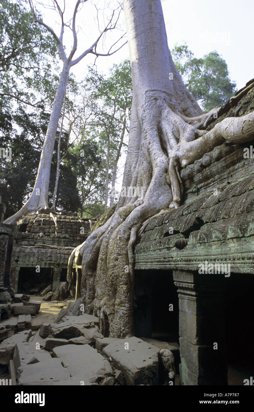 Tree roots and temples Angkor Wat Cambodia Stock Photo - Alamy