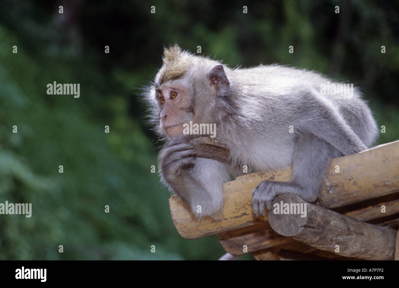 Thomas monkeys hi-res stock photography and images - Alamy