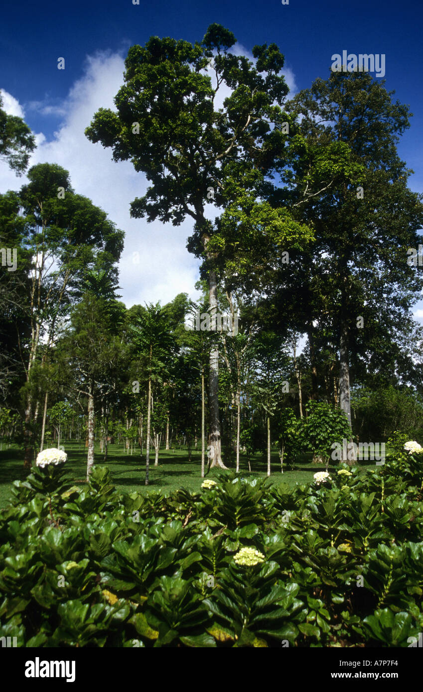 botanical garden in bali Thomas Aichinger V W Stock Photo - Alamy