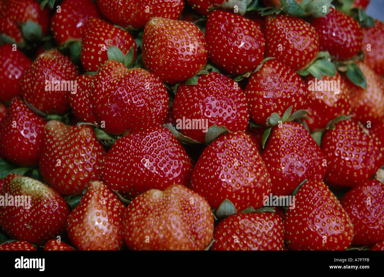 strawberry Thomas Aichinger V W Stock Photo - Alamy