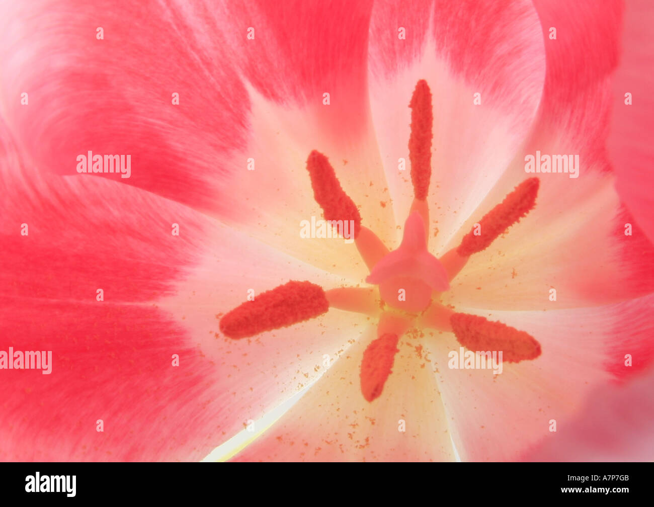 Tulip angiosperm angiosperms anther hi-res stock photography and images ...