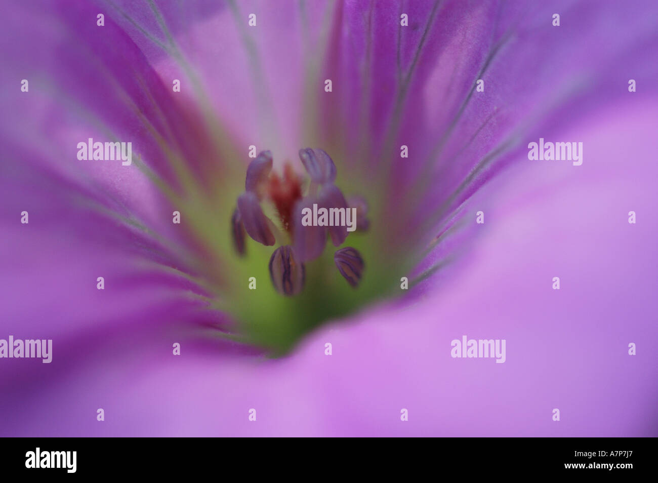 geranium family (Geraniaceae), detail inside view from a blossom ...