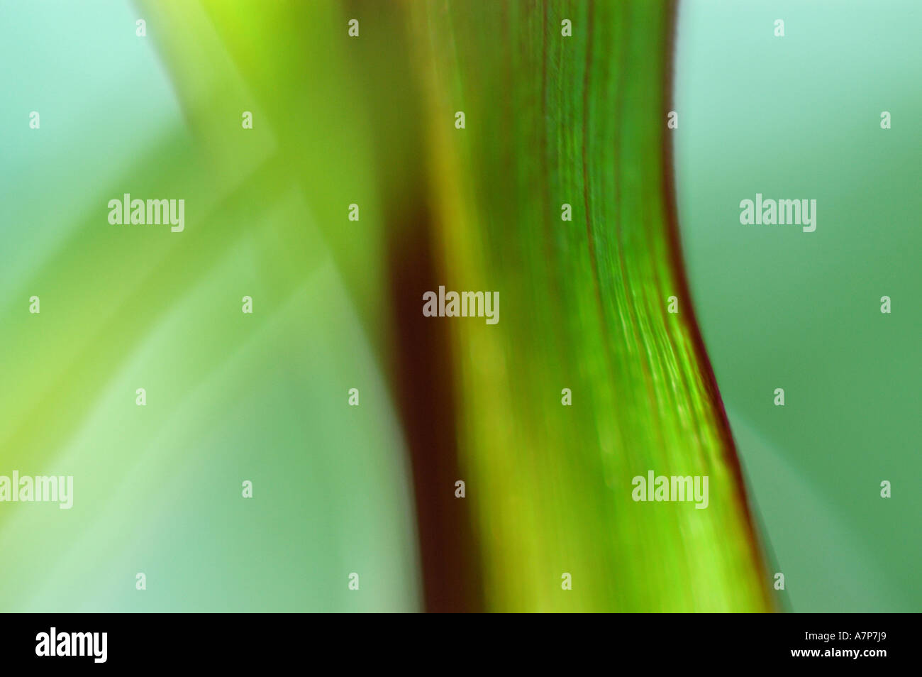 pearl millet (Pennisetum glaucum), structure of the back of a leaf ...