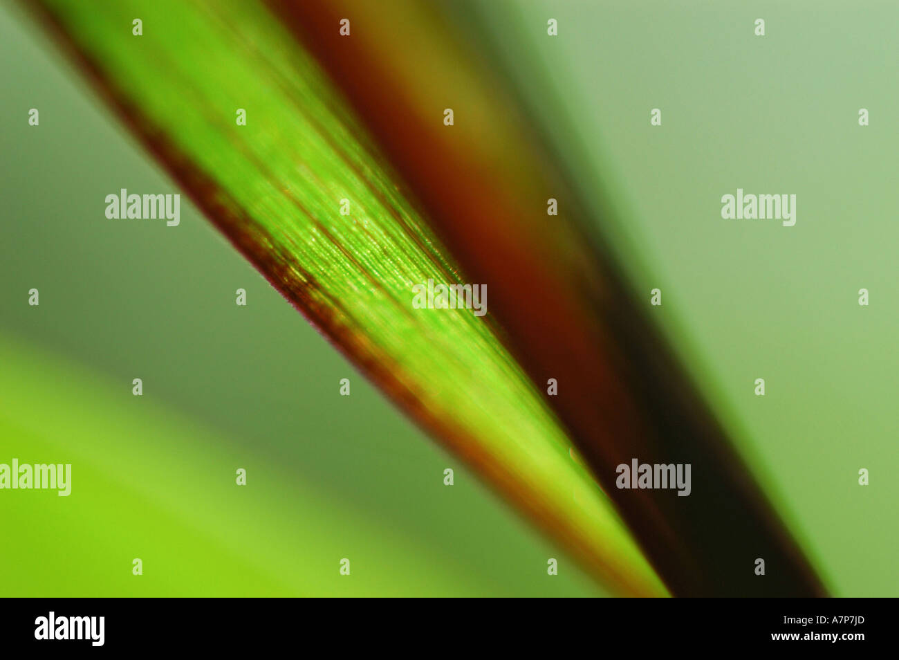 pearl millet (Pennisetum glaucum), structure of the back of a leaf ...
