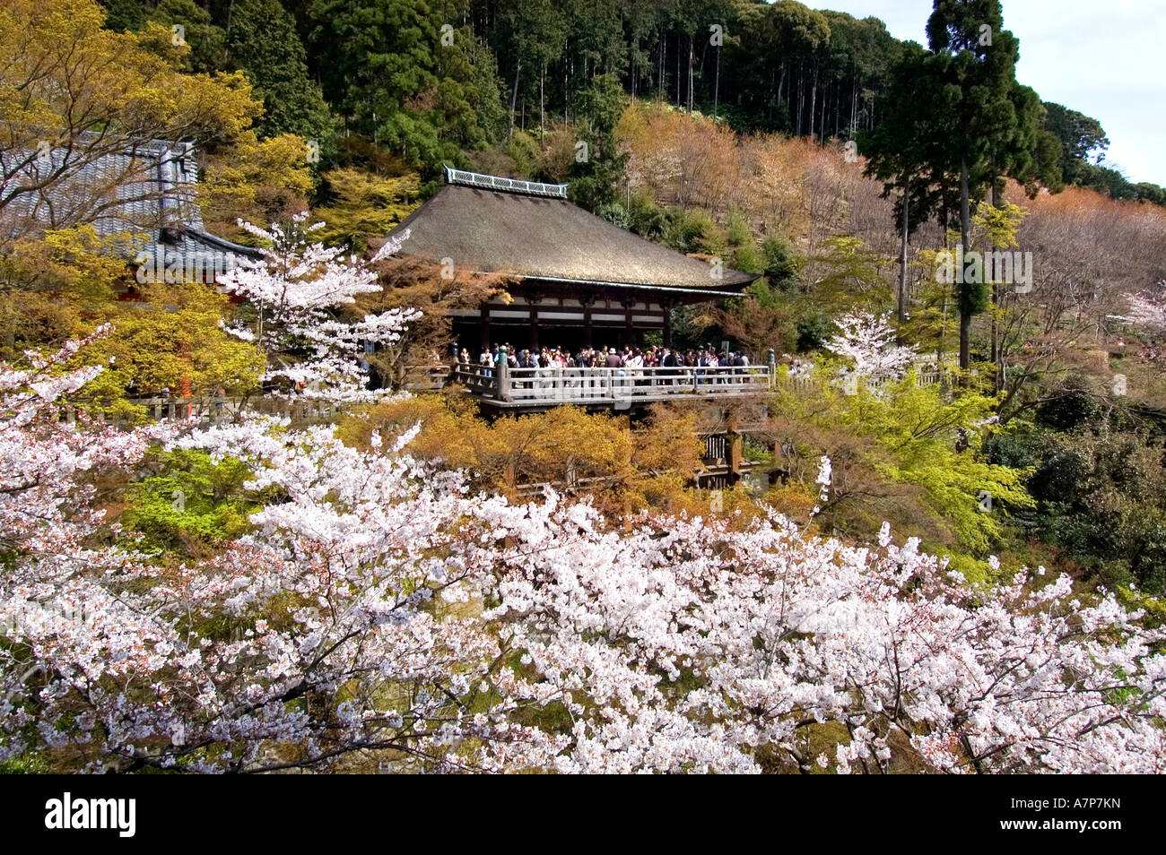 Honen In Kyoto temple japan flowers cherry blossom Stock Photo - Alamy