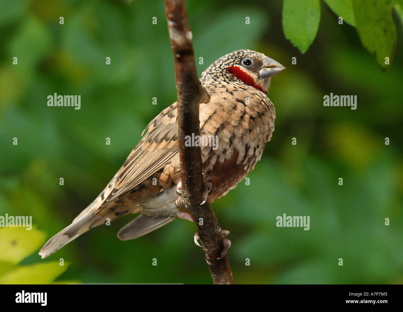 estrildine finches, waxbills (Estrildidae), sitting on twig Stock Photo ...