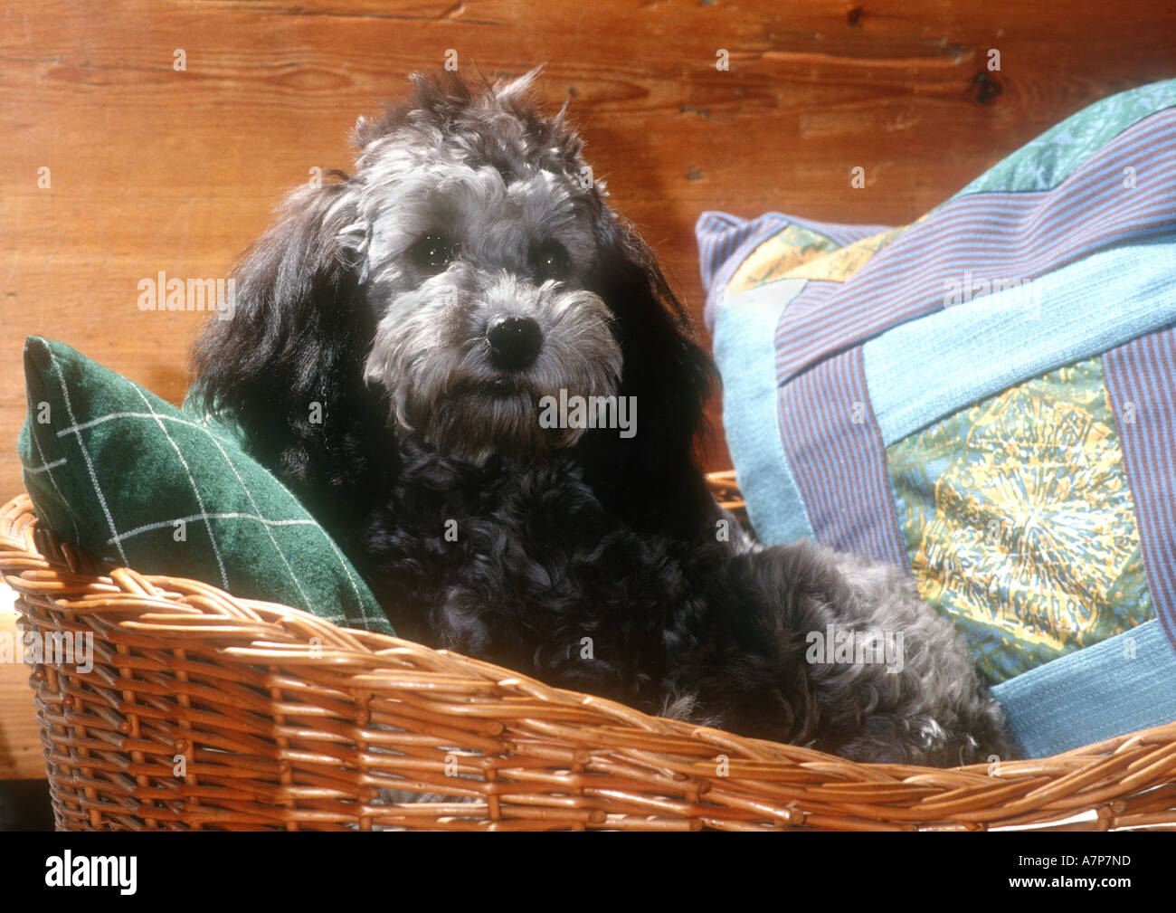 Poodle (Canis lupus f. familiaris), lying in dog basket Stock Photo - Alamy