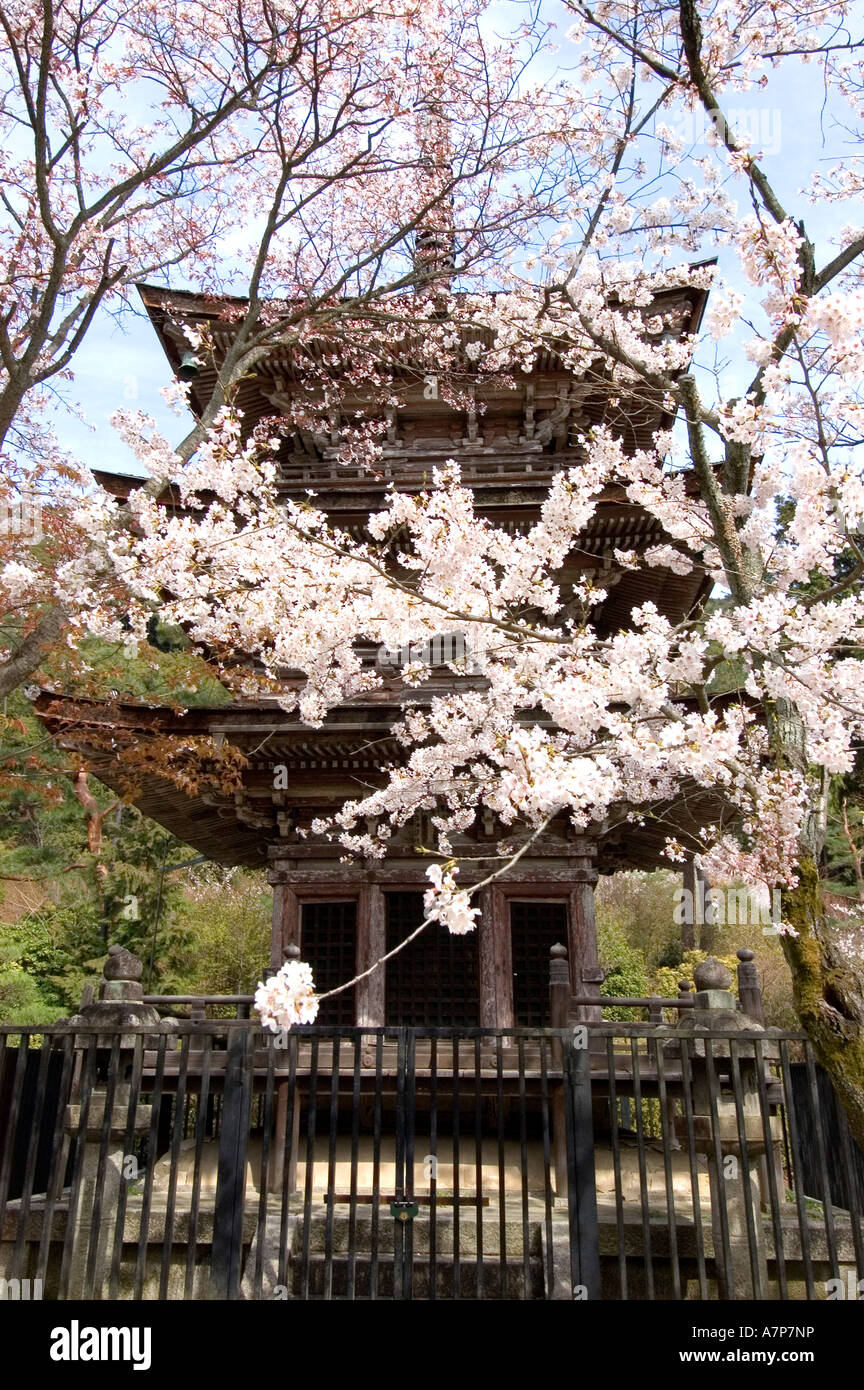 Honen In Kyoto temple japan flowers cherry blossom Stock Photo - Alamy