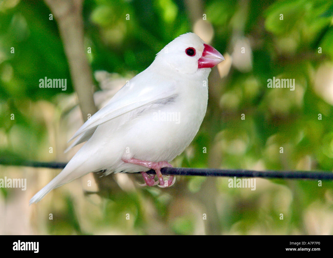 java sparrow (Padda oryzivora), sitting on cable Stock Photo - Alamy