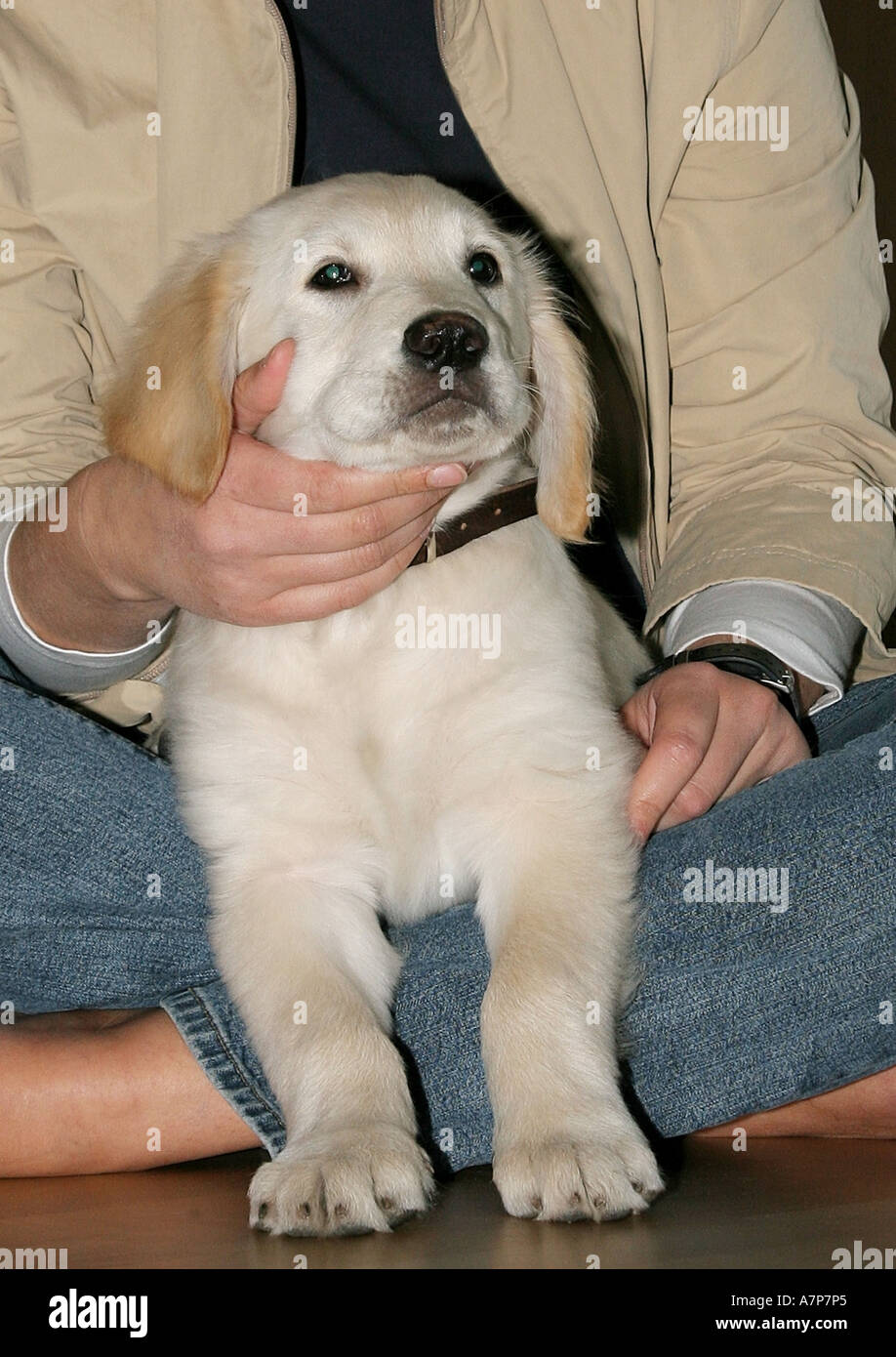 Golden Retriever (Canis lupus f. familiaris), puppy in fold of human ...