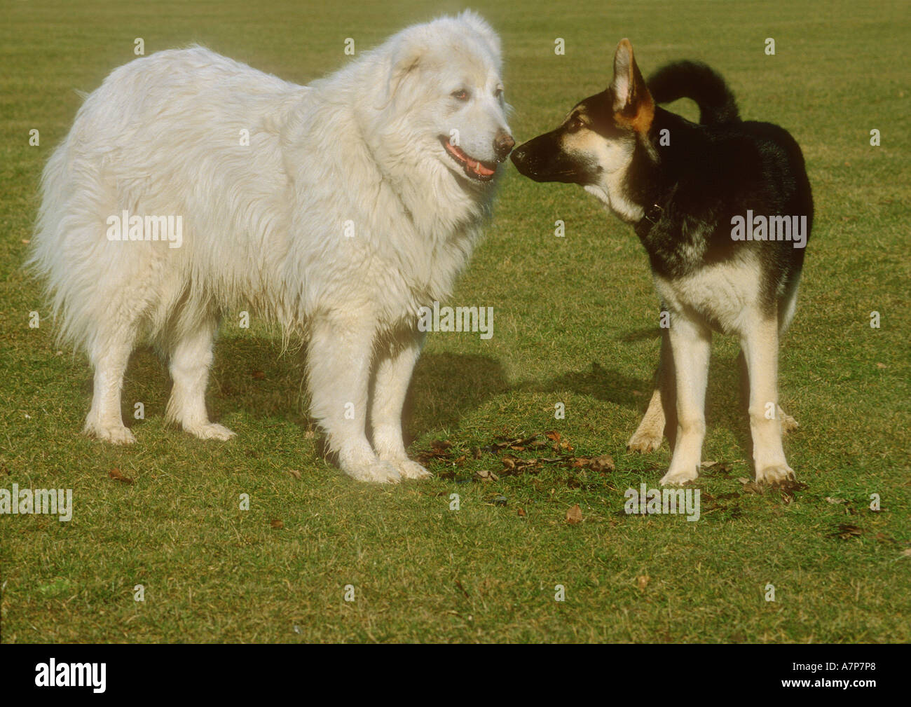 Kuvasz German Shepherd Mix Kuvasz Dogs | Dog Breeds