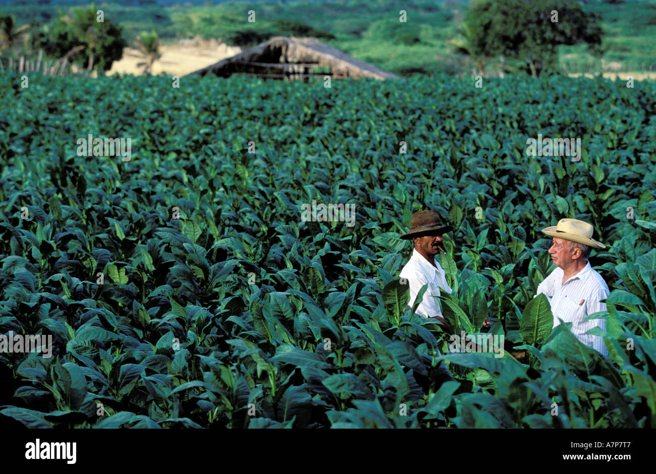 Dominican Republic, Cibao valley, Jean Clemente, French cigar producer ...
