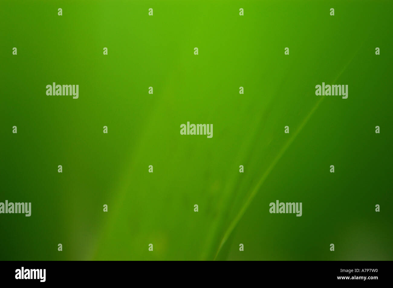 Back side of leaf hi-res stock photography and images - Alamy