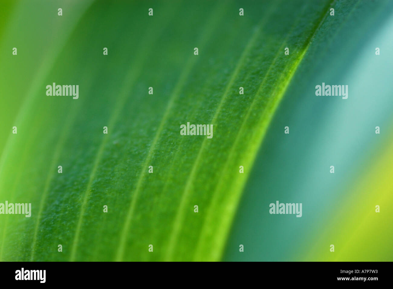 Back side of leaf hi-res stock photography and images - Alamy